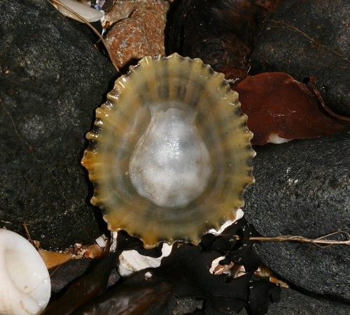 limpet shell | Gullane bents, East Lothian, Scotland | S. Rae | Flickr
