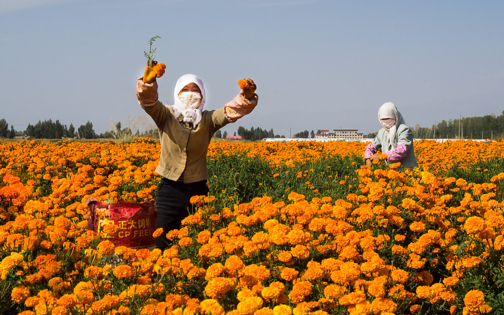 Inner Mongolia - Tagetes harvest