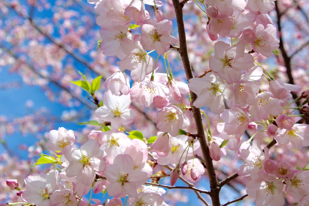Soft-pink Sakura Blossoms Framing a Bright Spring Sky