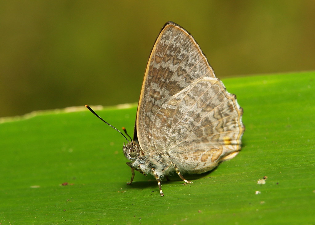 Male Blue Gem (Poritia erycinoides, Lycaenidae) | Pu'er, Yun… | Flickr