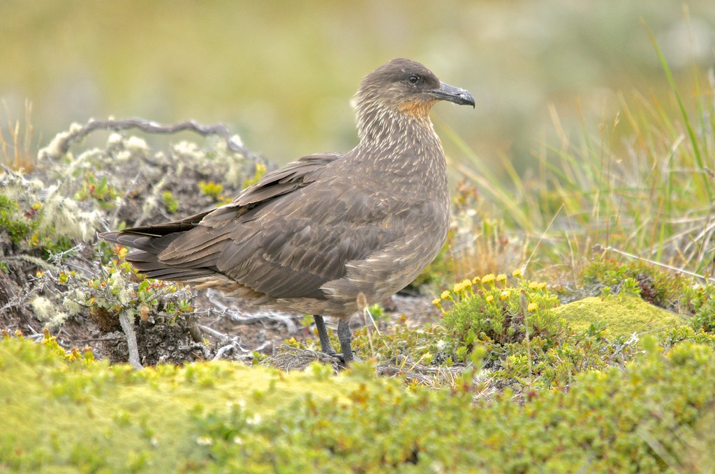 Chilean Skua (Stercorarius chilensis) on mossy tundra, side-profile of a female in brownish-grey plumage