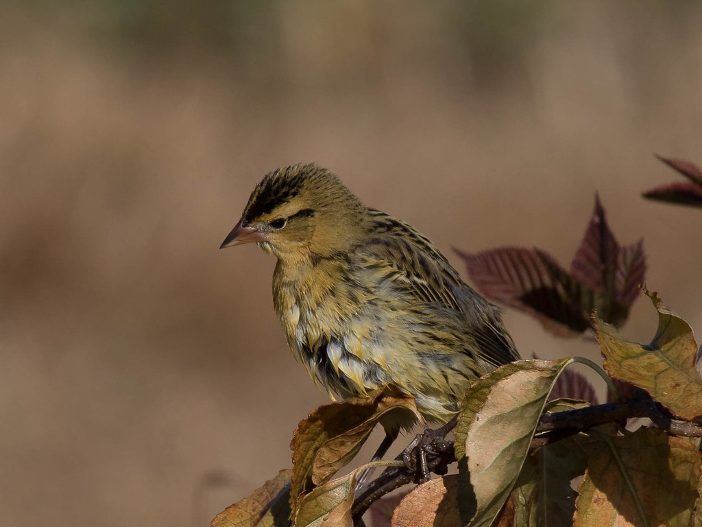 Bobolink