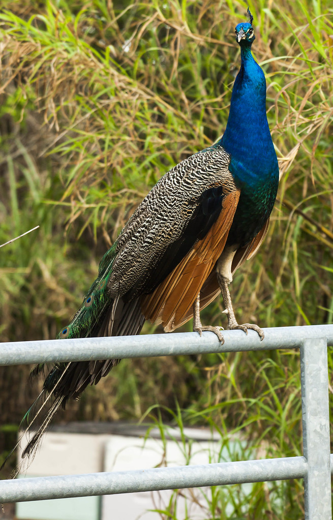 Bright | This good looking fella just wandered up to my fron… | Flickr