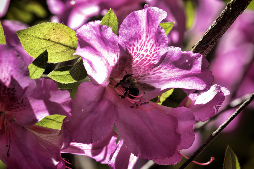 Close-up: bee foraging on magenta azalea blossoms with speckled throats