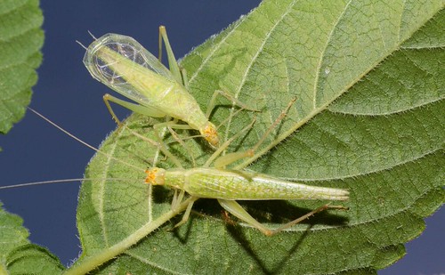 Snowy Tree Cricket (Oecanthus fultoni); San Pedro River Va… | Flickr