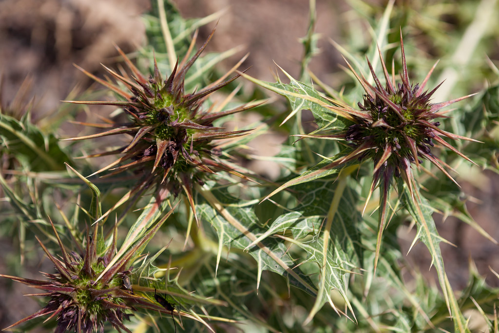 Close-up of spiny thistle seed heads in Iran’s arid light