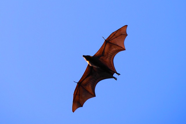 Flying fox in full flight, amber wing membranes backlit by the sun, dark body silhouette, soaring across a clear blue Cairns sky.