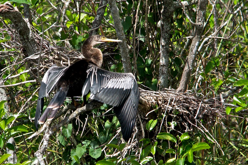 Anhinga on a twig nest in mangrove vegetation, wings spread to dry