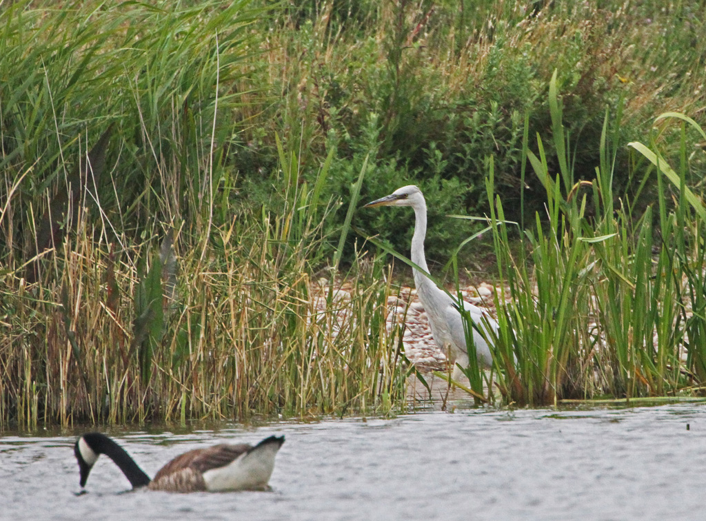 Leucistic Grey Heron. | bat101/John Whitting | Flickr