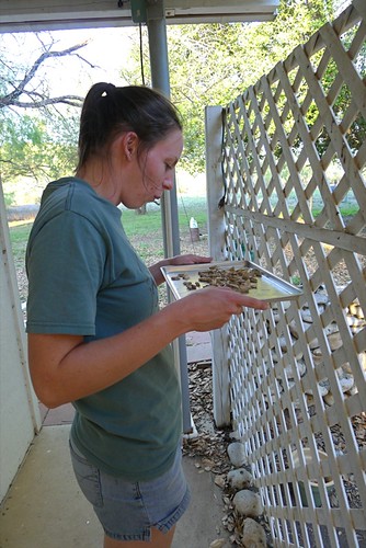 Rachel getting ready to count corn earworms | The migration … | Flickr