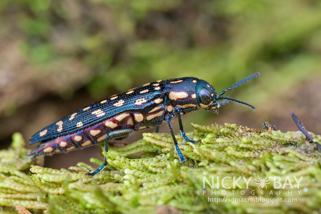 Buprestidae - Jewel Beetles | Flickr
