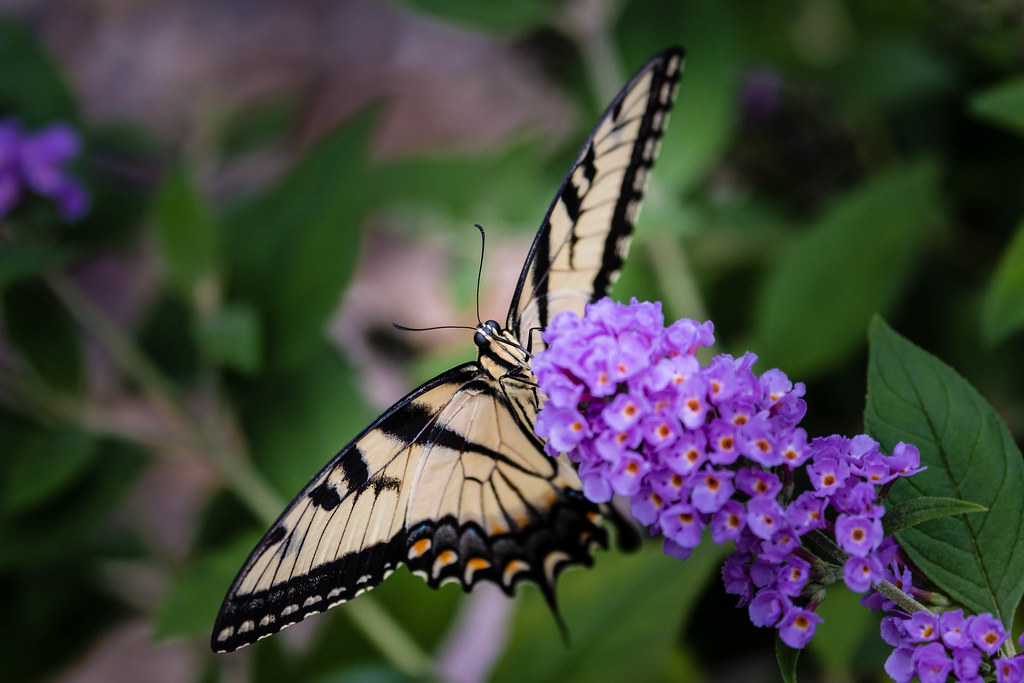 Backyard encounter: Eastern Tiger Swallowtail on purple lantana blossoms, August 20, 2016