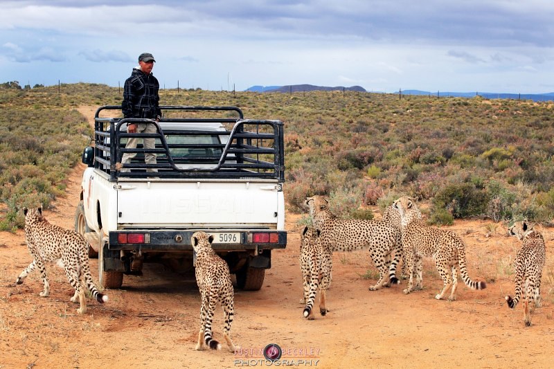 Cheetahs Circle a Safari Truck at Inverdoorn Game Reserve, South Africa