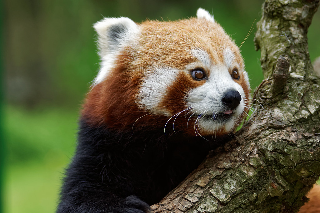 Red Panda, Longleat Safari Park | jim_2wilson | Flickr