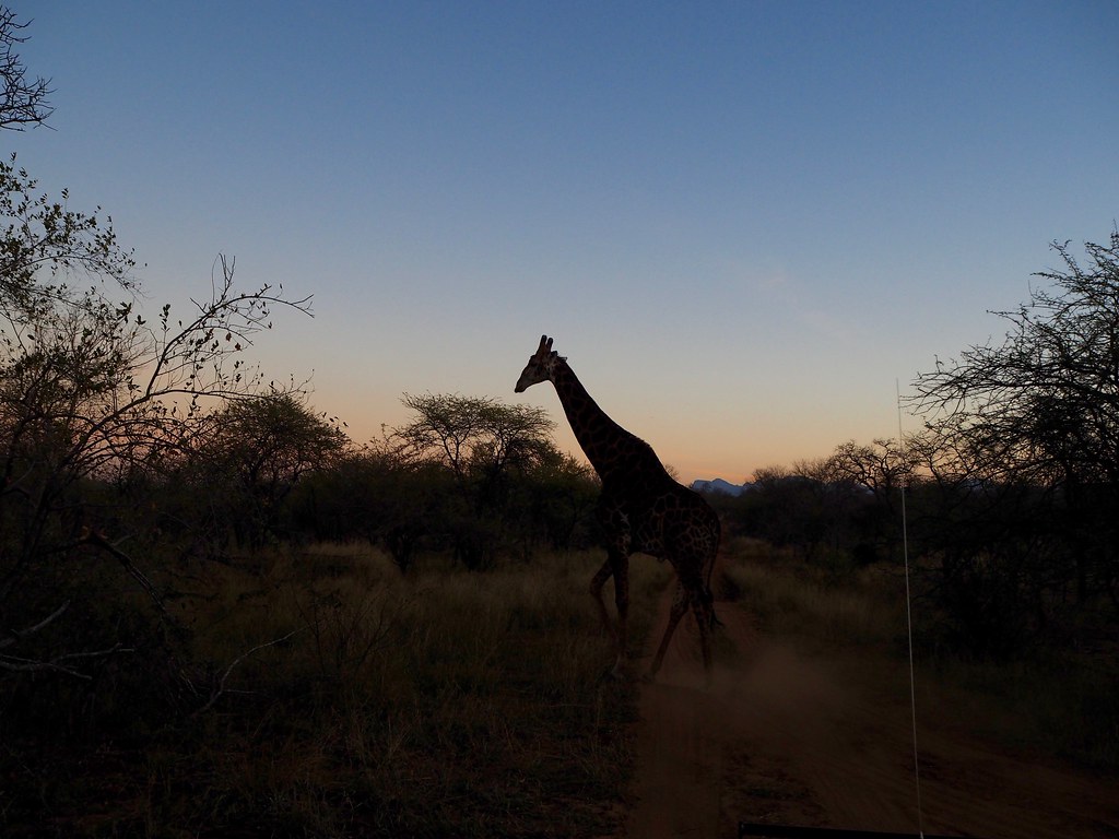 Giraffe Silhouette in Backlit Profile Along a Dusty Southern African Savanna at Sunset