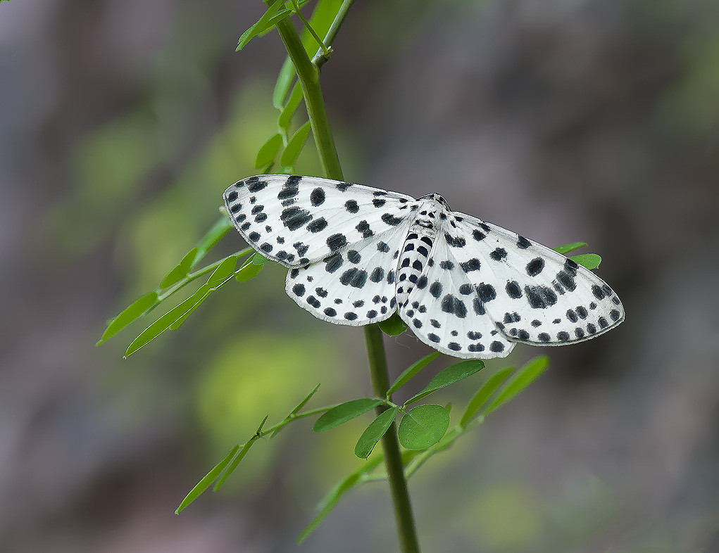 clown moth | Mike Friel | Flickr