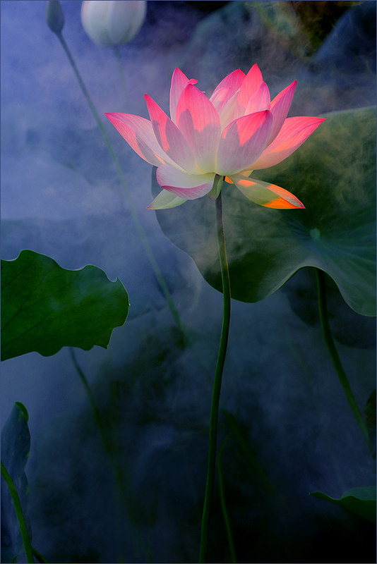 Lotus Flower Tumblr