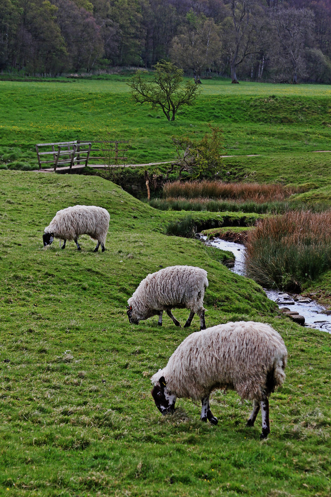 Three Sheep Grazing by a Winding Stream in a Meadow at Bolton Abbey, North Yorkshire