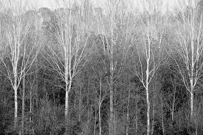 Birch Trunk Rhythm: Monochrome Grove of White-Barked Trees