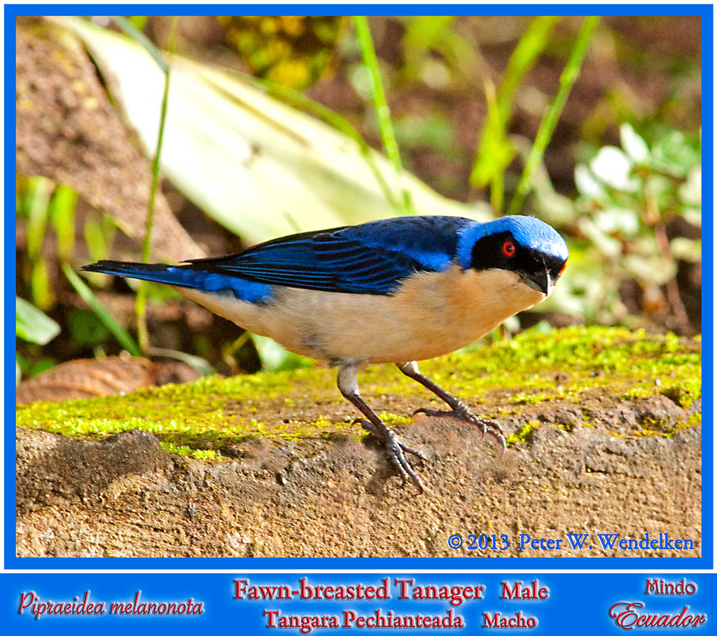 FAWN-BREASTED TANAGER Pipraeidea melanonota MALE in the Ea… | Flickr