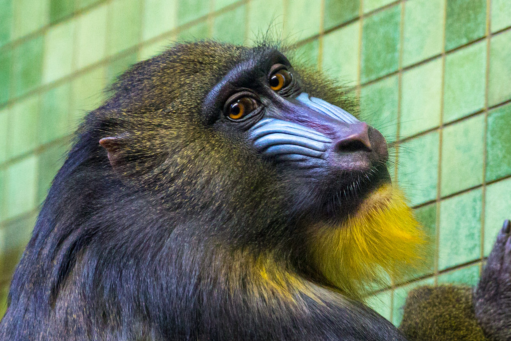 AFFE // APE | Berliner Zoo // Zoo Berlin, GER | DrTeNFeet | Flickr