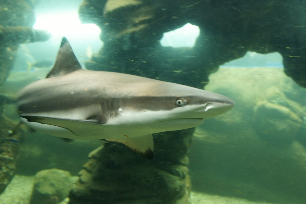 Dead eye | Shark at Bournemouth aquarium. | Lloyd C Nicholls | Flickr