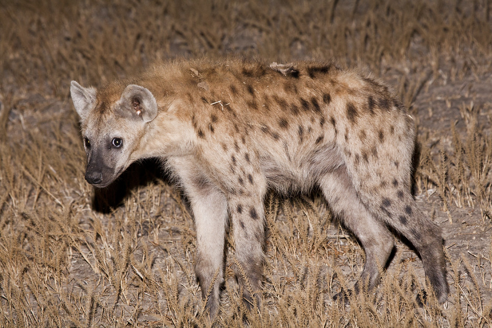 cheeky hyena | He tried to follow me back to camp, all the t… | Flickr