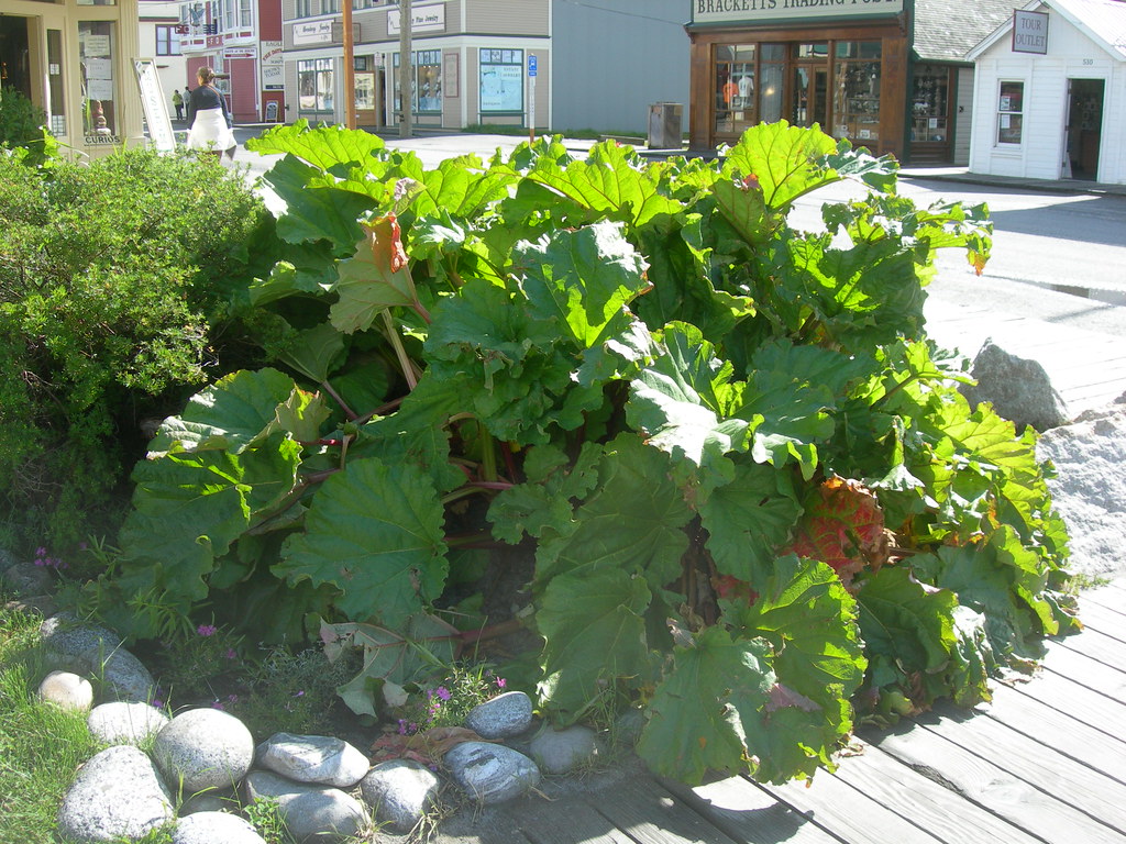 A Giant Rhubarb Plant | Skagway, Alaska | Jimmy Emerson, DVM | Flickr