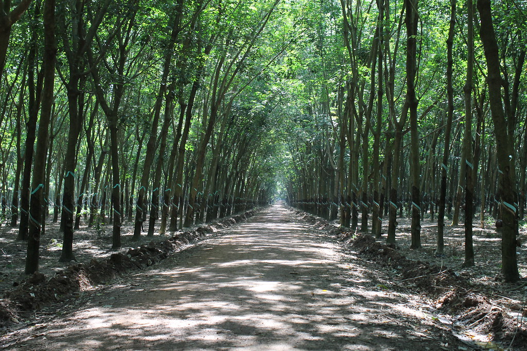 Rubber Tree Avenue: a shaded dirt lane through a Vietnamese rubber plantation