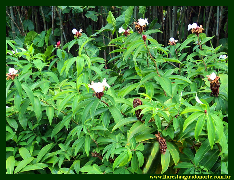Canarana Costus Zingiberaceae Flores Jardim Amazônia Floresta Água ...