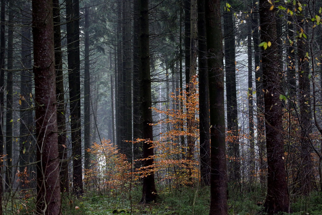 Autumn Mist in a Conifer Forest: Amber Understory Amid Tall Trunks