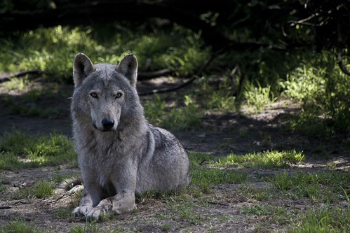 DSC_0407_regal_wolf | zaganaka | Flickr