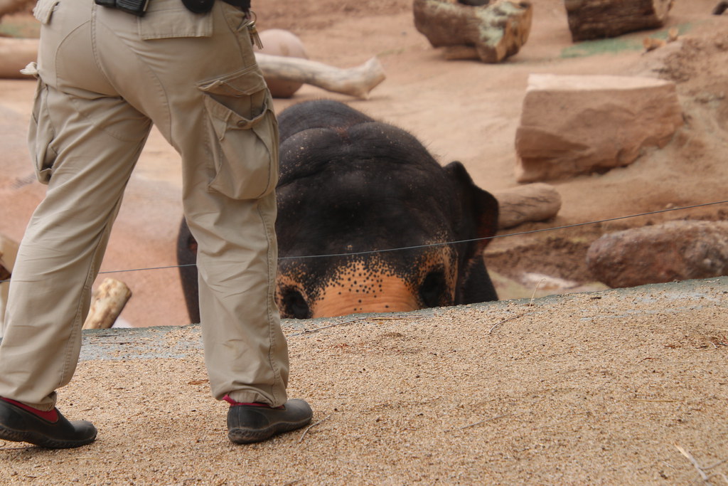 Close-up Encounter: Asian elephant near barrier during Winter in July at Phoenix Zoo