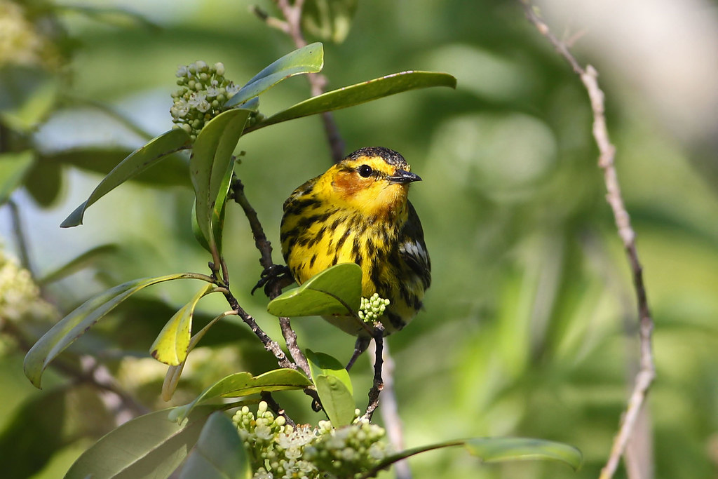 Cape May Warbler (Dendroica tigrina) | Male Cape May Warbler… | Flickr