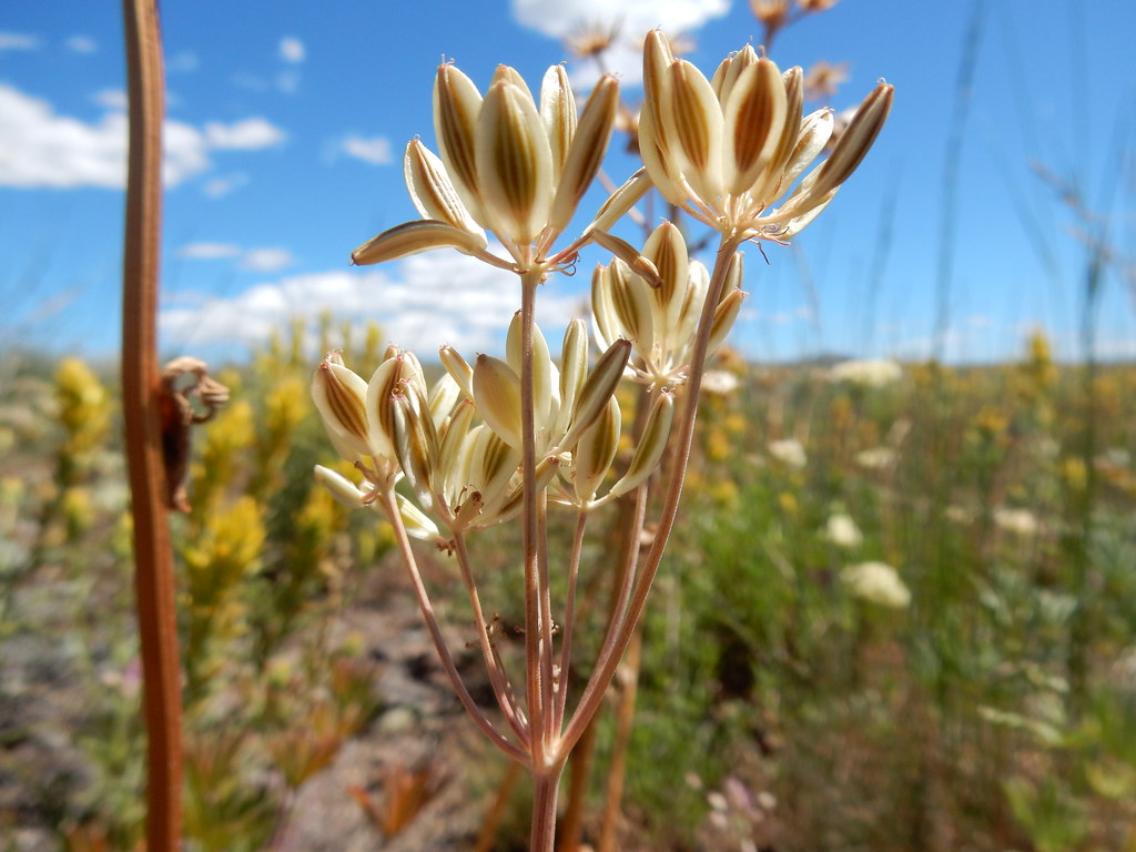Lomatium triternatum - nineleaf biscuitroot | Flickr