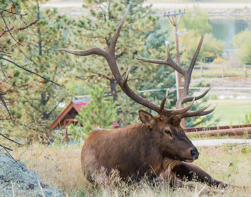 Elk 2 Brandonlord Flickr