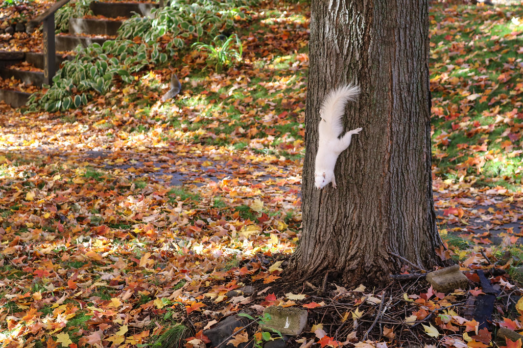 Albino Squirrel Clinging to a Tree Trunk in a Fall Leaf-Littered Park