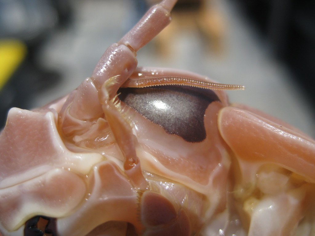 Eyes of the Deep: Giant Isopod Gulf of Mexico | Giant deep s… | Flickr