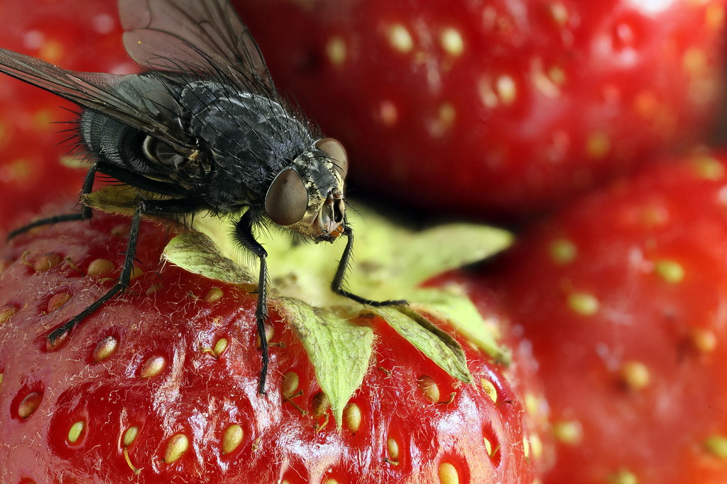 Fly on strawberries | Studio stack based on 118 images using… | Flickr