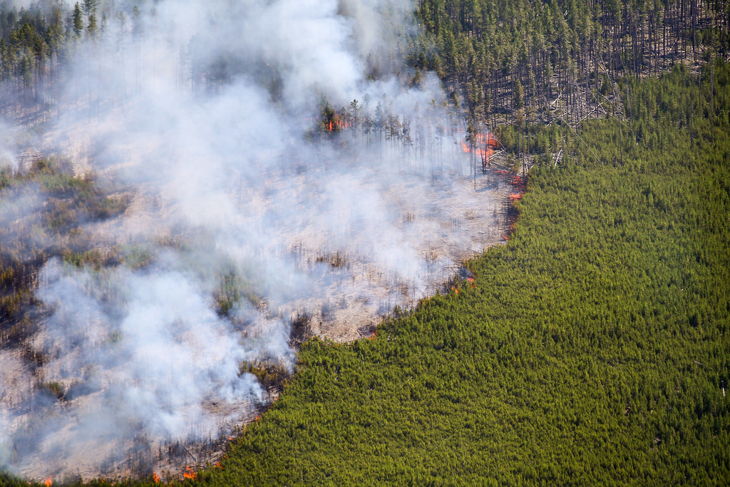 Maple Fire Aerial Boundary: Smoke Drifts Over a Green Forest, August 15, 2016