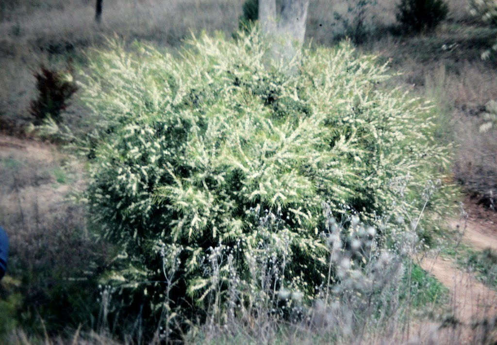 Hakea varia (Variable-leafed Hakea) - cultivated | Variable-… | Flickr