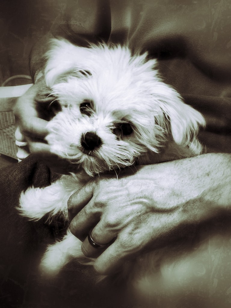 Abby | The great Maltese puppy! | Steven Casey1 | Flickr