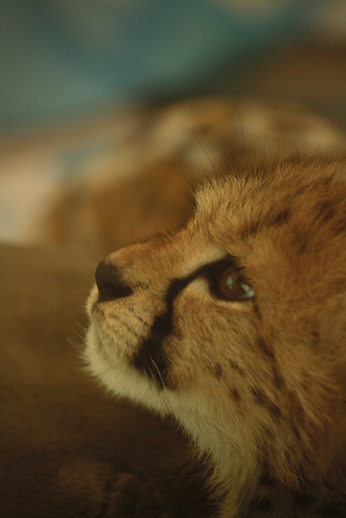 Little Cheetah Cub- August 30th, 2012 | Emily Barrett | Flickr