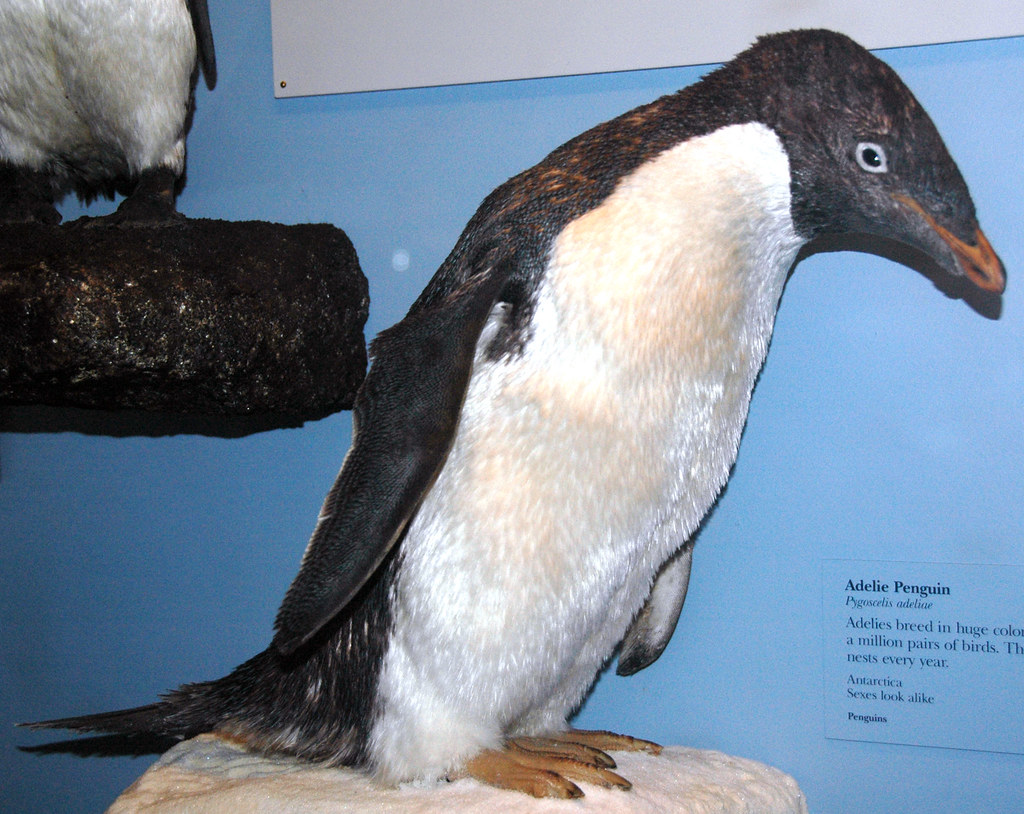 Pygoscelis adeliae (adelie penguin) | Pygoscelis adeliae (Ho… | Flickr