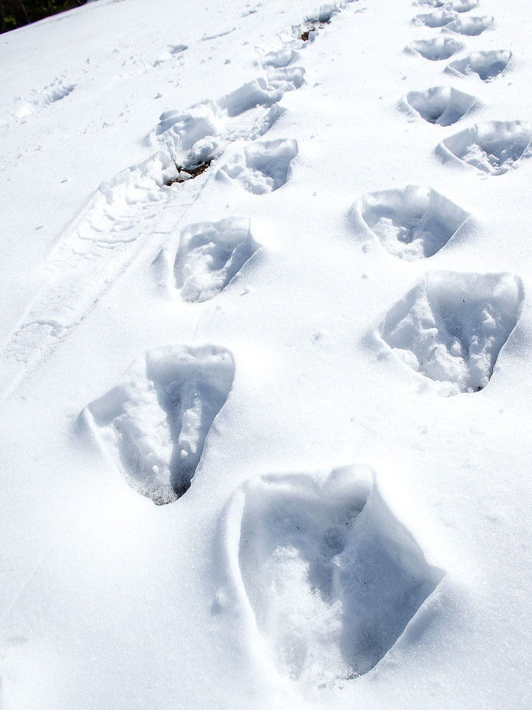 4299 Follow the Goose | Canada Goose footprints in the snow.… | Flickr