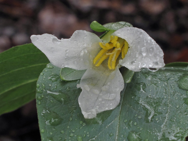 Flickriver: Most interesting photos tagged with trilliumpersistens