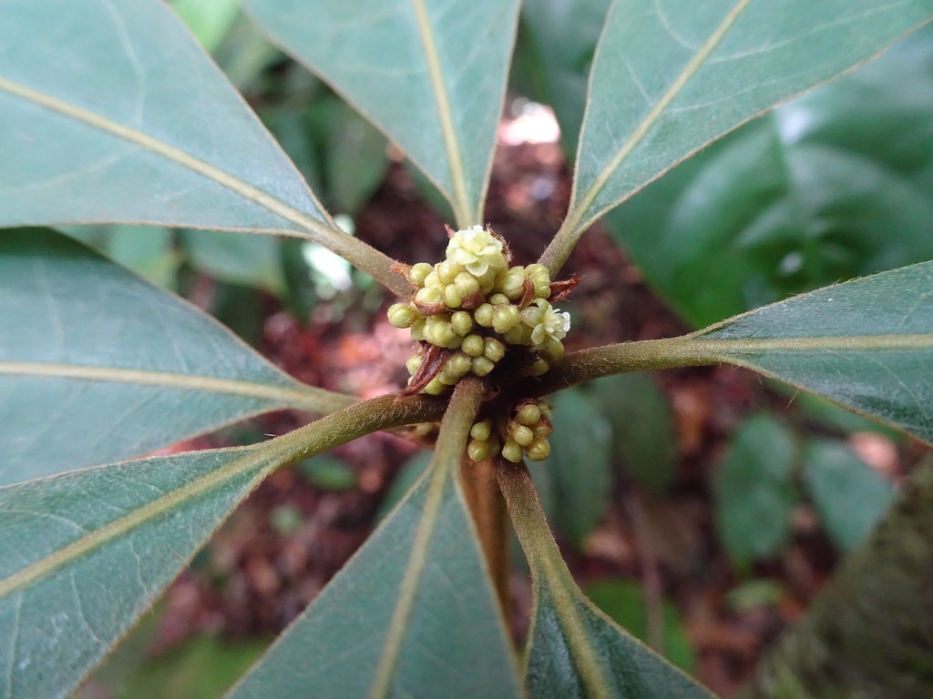 Flickriver: Photoset 'Actinodaphne malaccensis (Lauraceae)' by Wee Foong