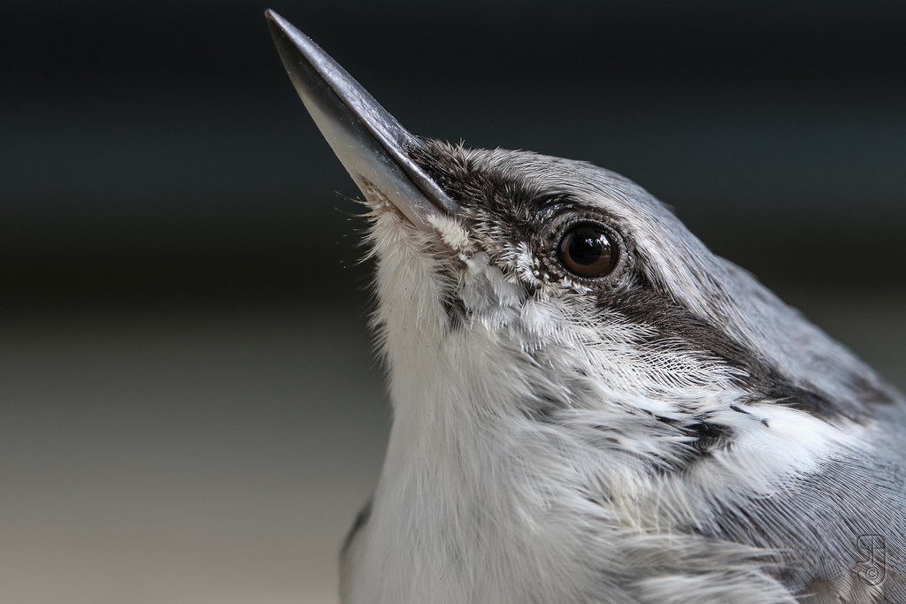 Northern Wood Nuthatch (Sitta europaea europaea) — close-up portrait in a Norwegian garden, beak tilted upward