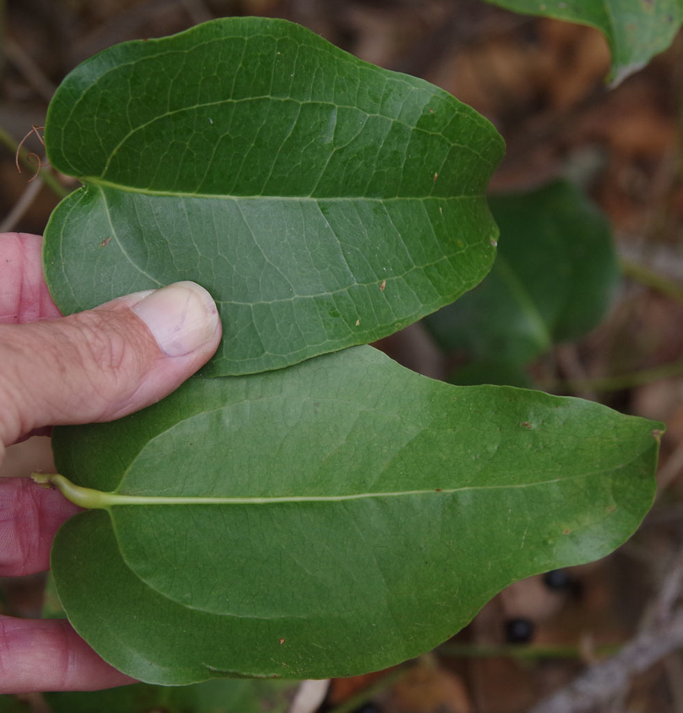 Smilax australis, Dreamtime Beach, Fingal Head, NSW, 13/11… | Flickr