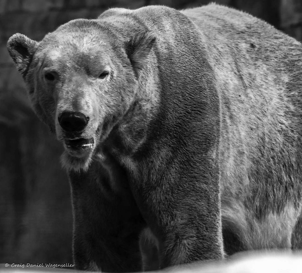 Polar Bear #photography #wildlifephotography #wildlife #na… | Flickr